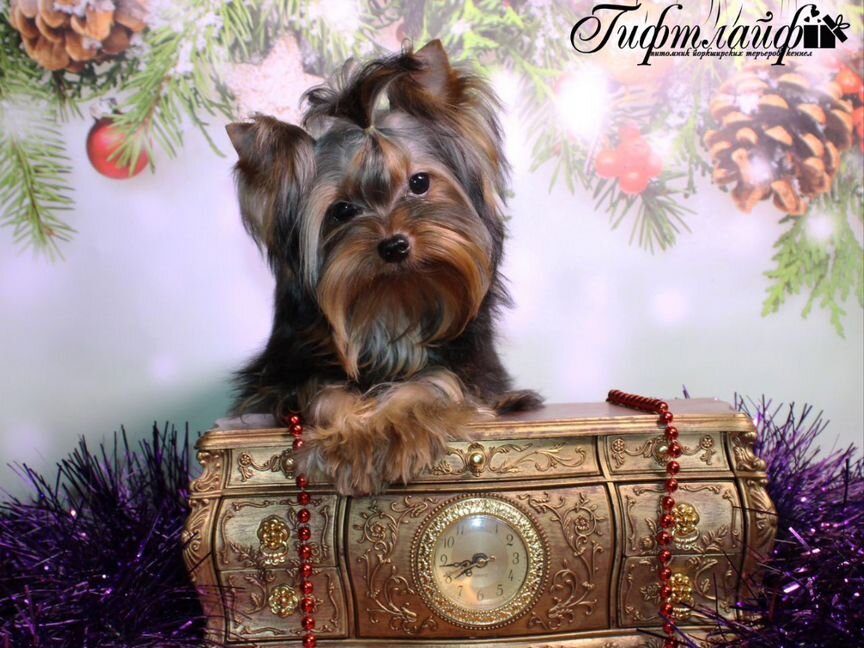 Йоркширский терьер
