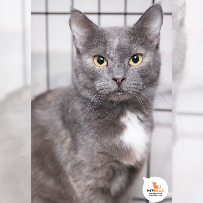 Кошечка Харти ищет дом