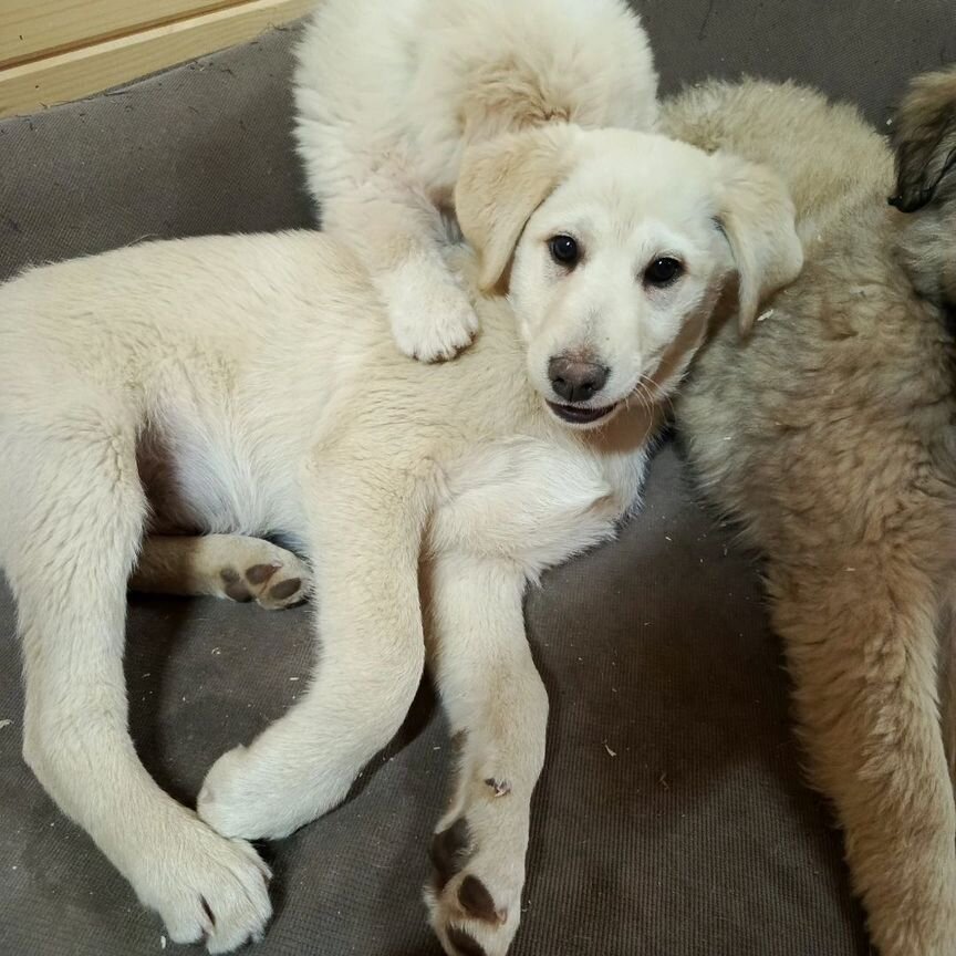 Щенок в добрые руки