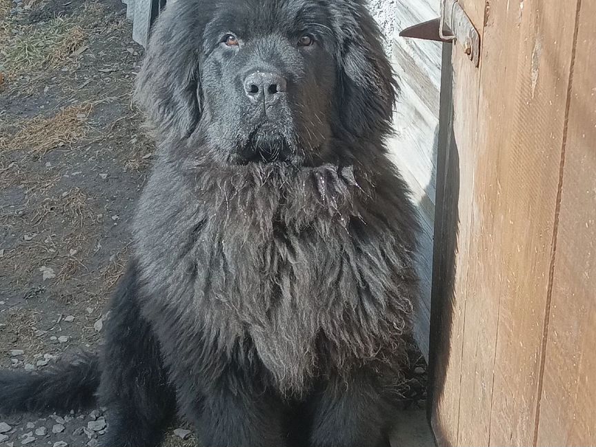 Вязка Ньюфаундленда