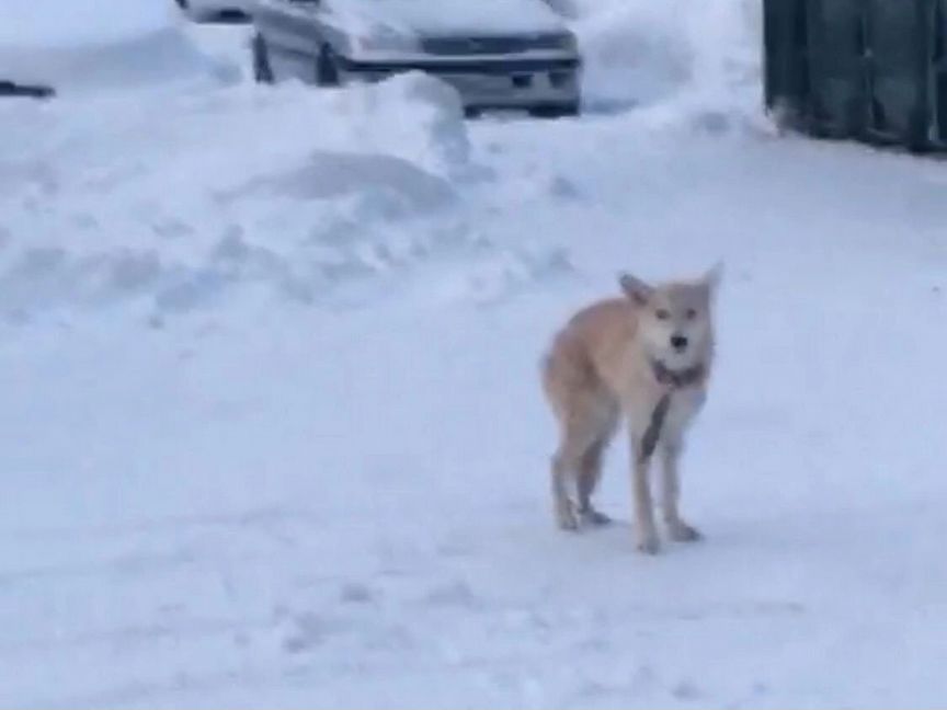 Собачка домашняя оказалась на улице в морозы
