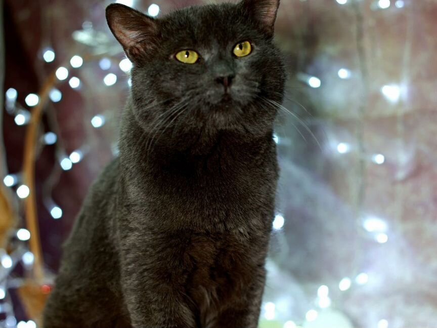 Котик Мормонт