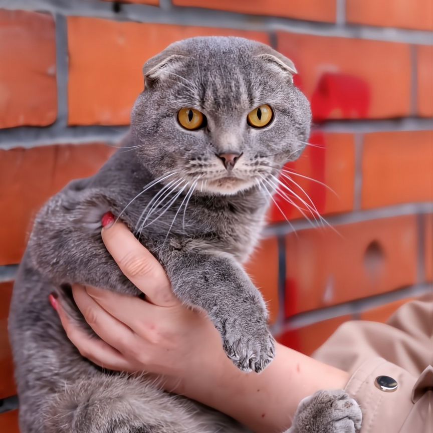 Шотландский вислоухий короткошёрстный, взрослый кот