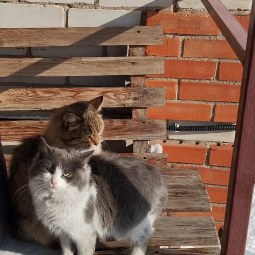 Котики бесплатно в добрые руки