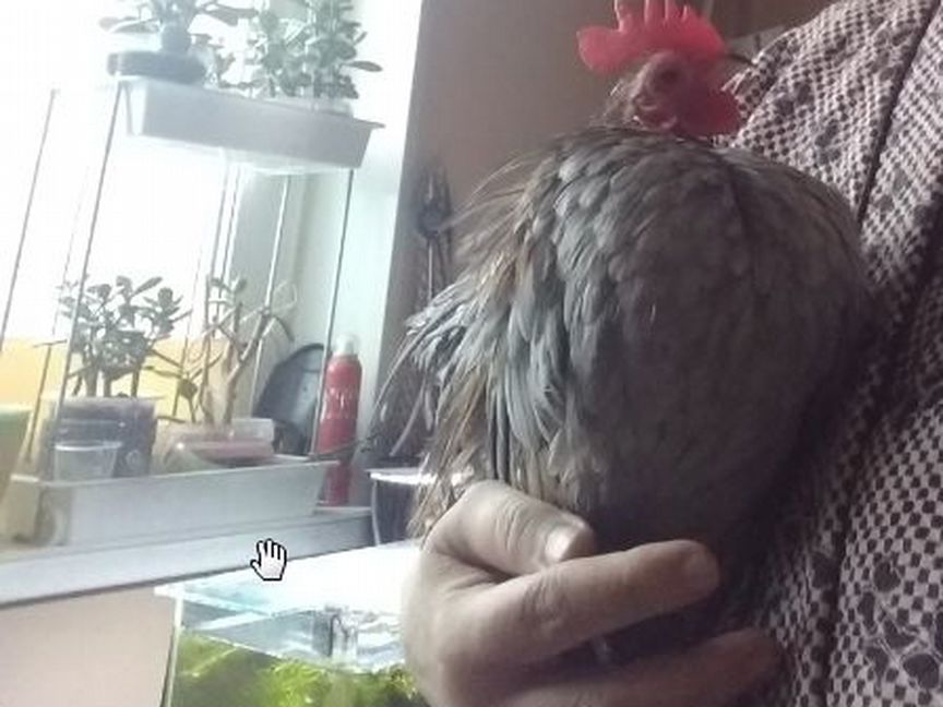 Куры серама Отдам