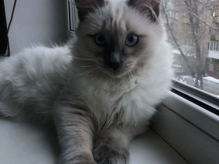 Кот, котенок 6 месяцев