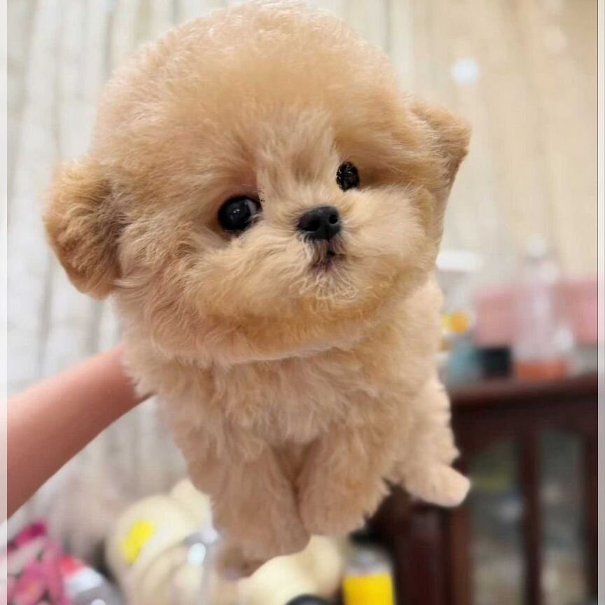 Мальтипу, щенок