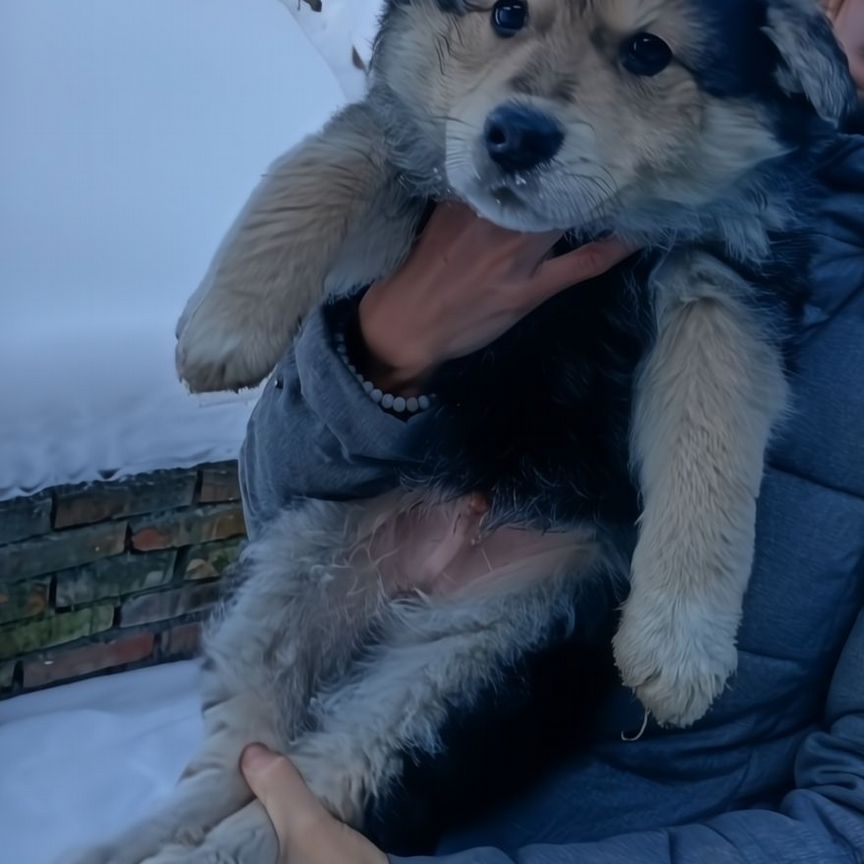 Немецкая овчарка, щенок