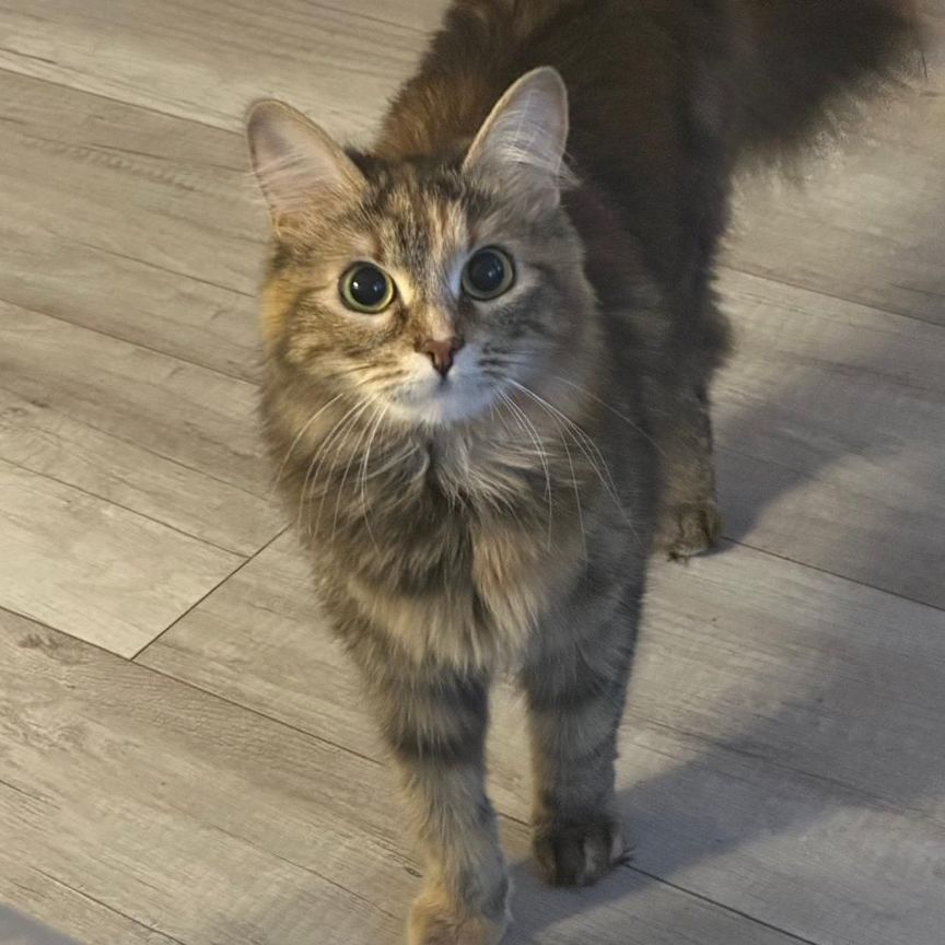 Кошки