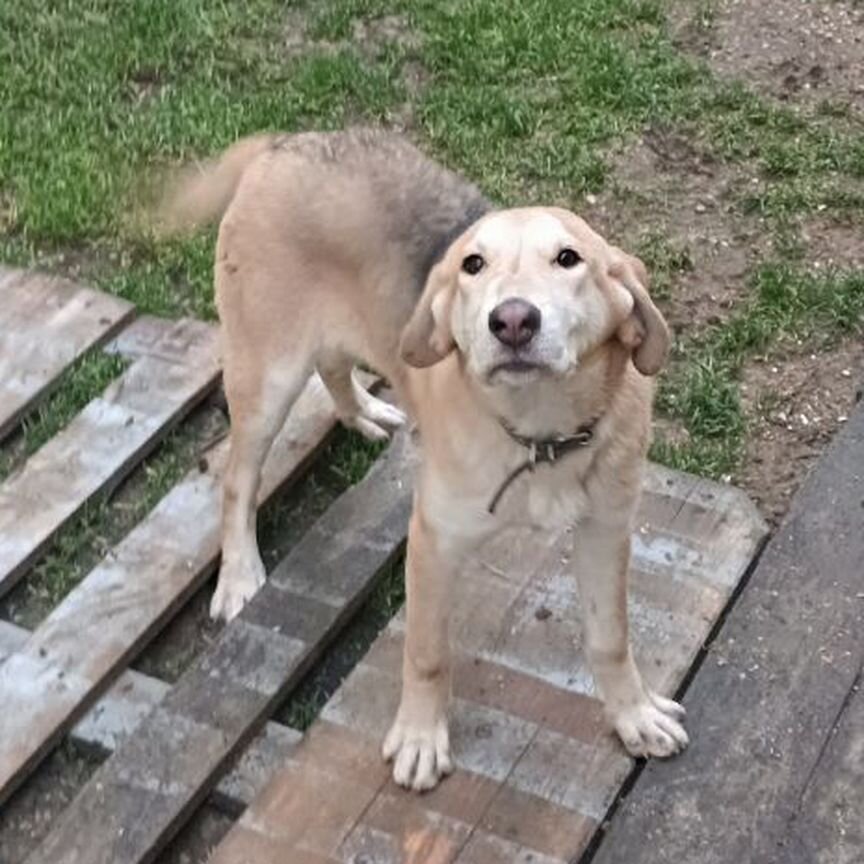 Русская гончая, щенок