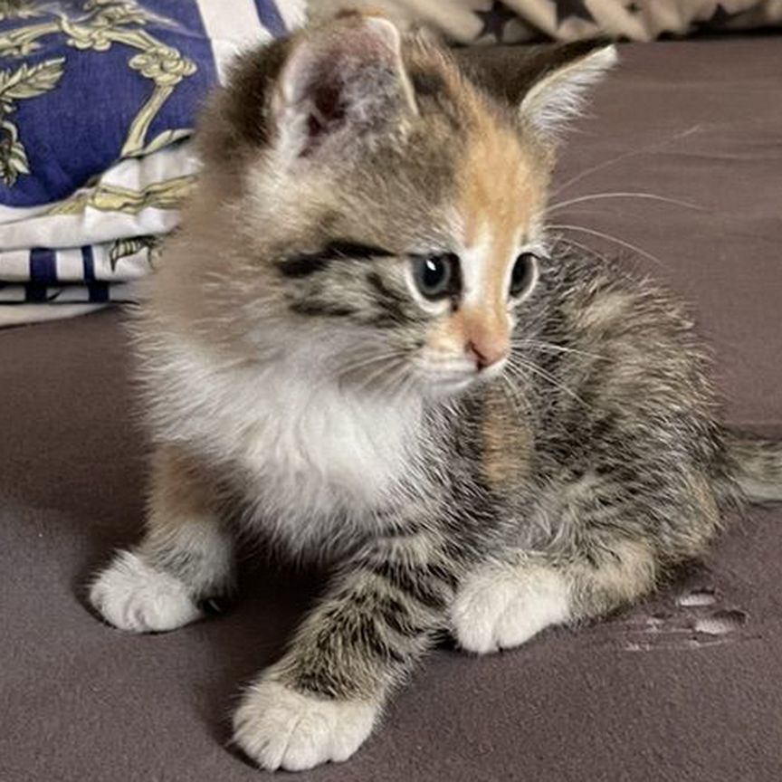 Котенок в добрые руки