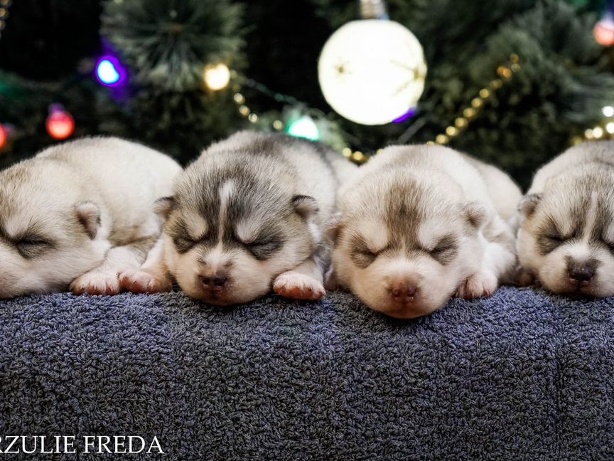 Щенки сибирской хаски