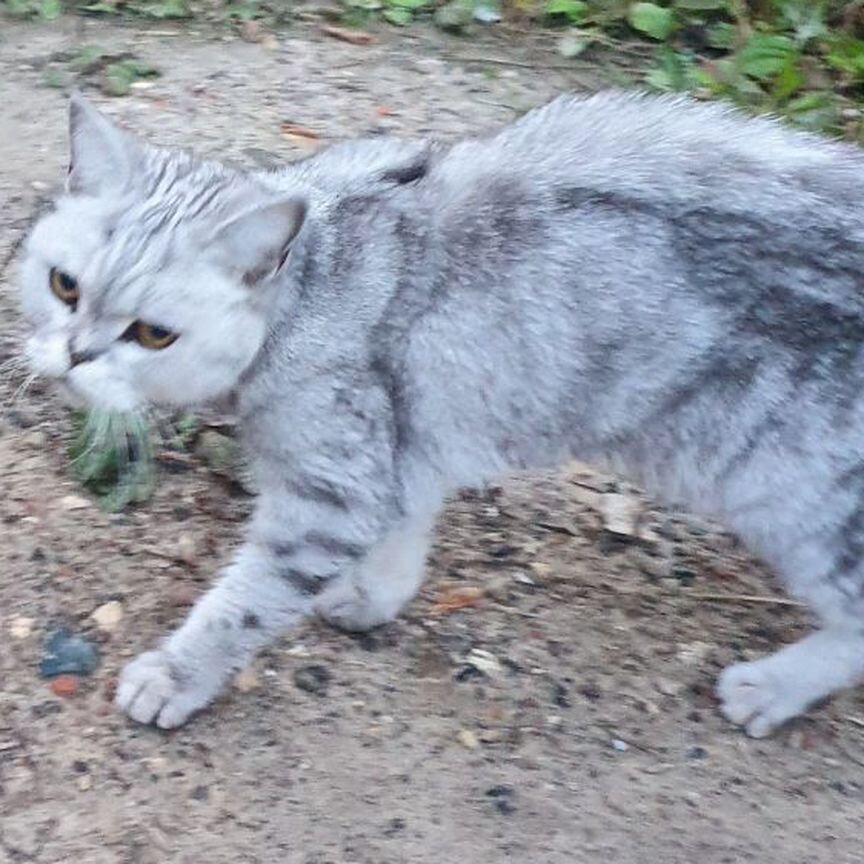 Кошка