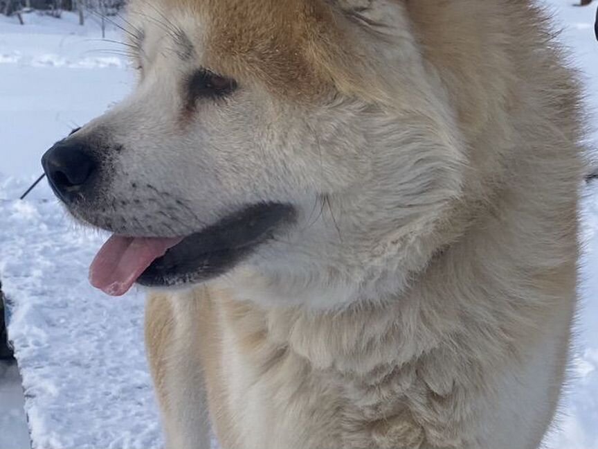 Акита ину бесплатно