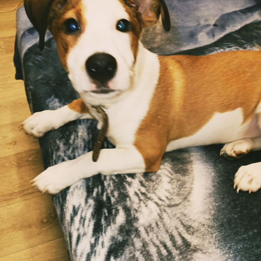 Джек рассел