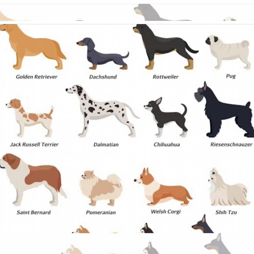 Корм со стола доя собак