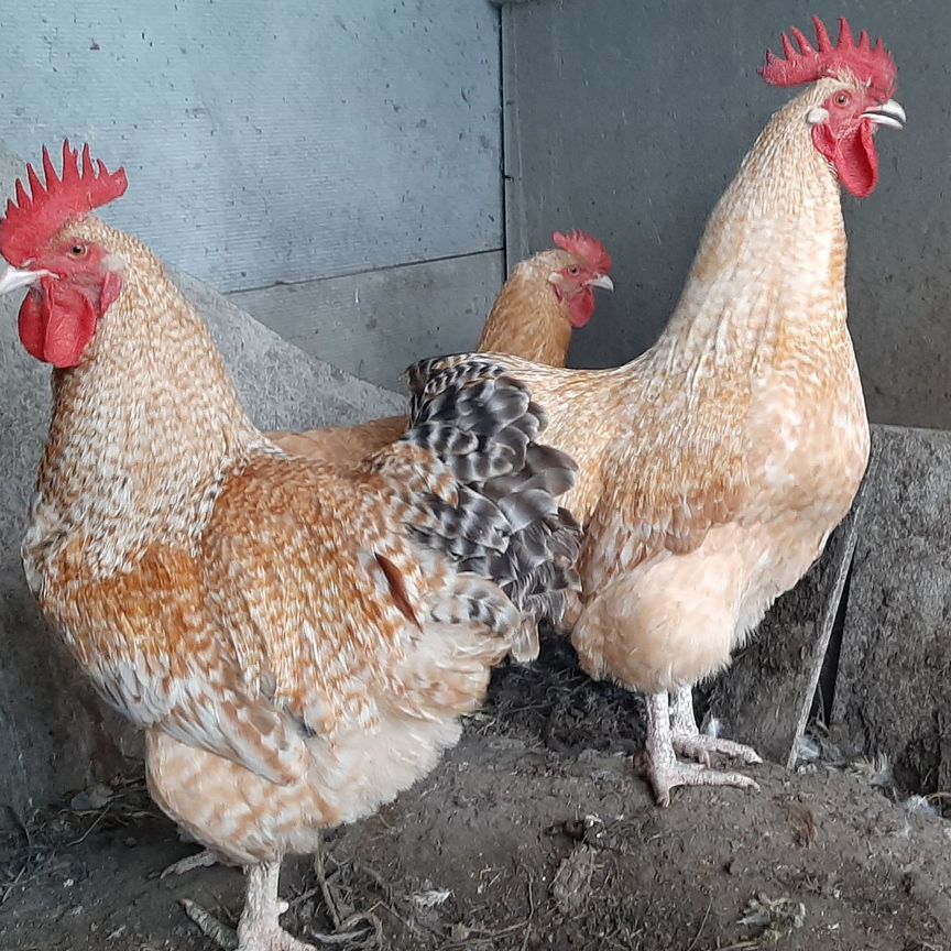 Петух нидерхайнер