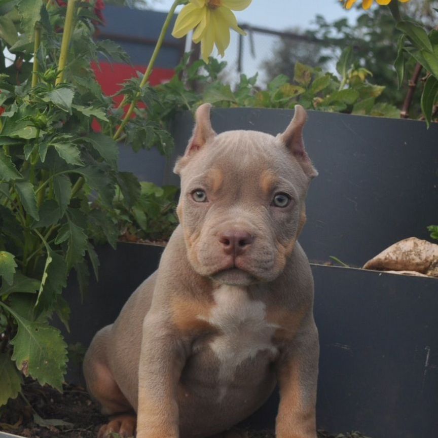 Щенки Американские Булли