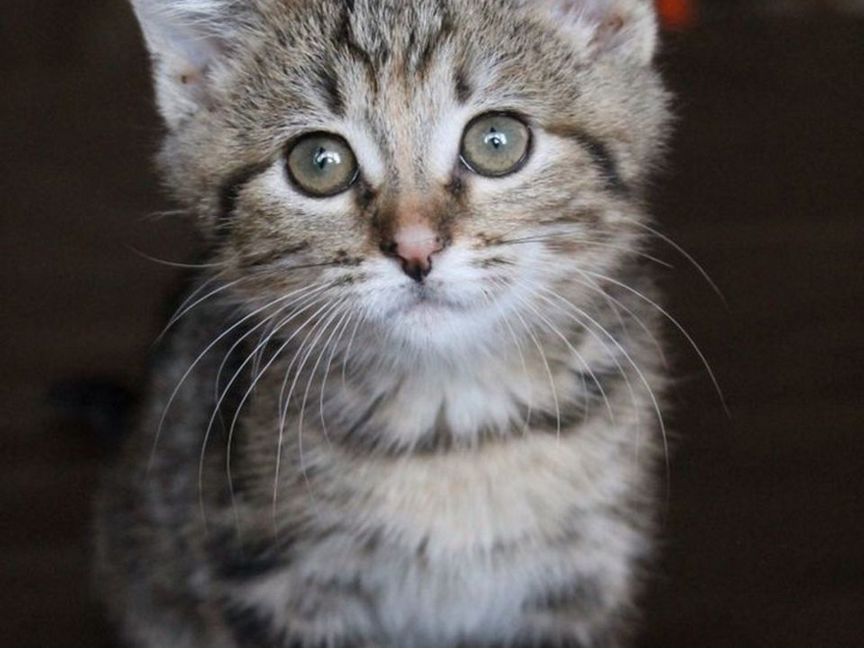 Котёнок мальчик Гладкошёрстный голубой