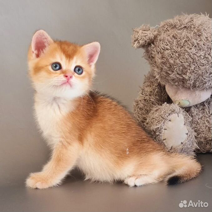 Шотланская Скоттиш Страйт