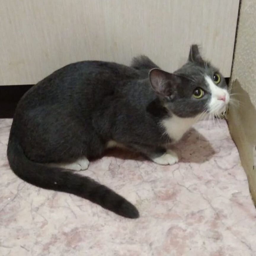 Кошку не могут больше держать