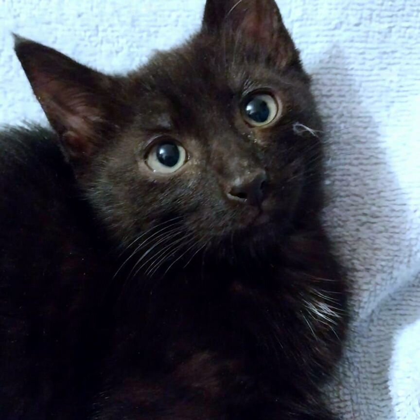 Котята 2,5 месяца
