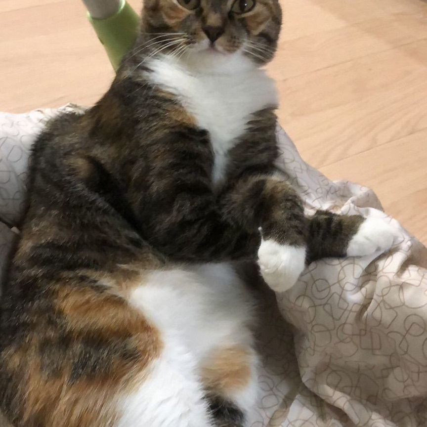 Кошка в добрые руки