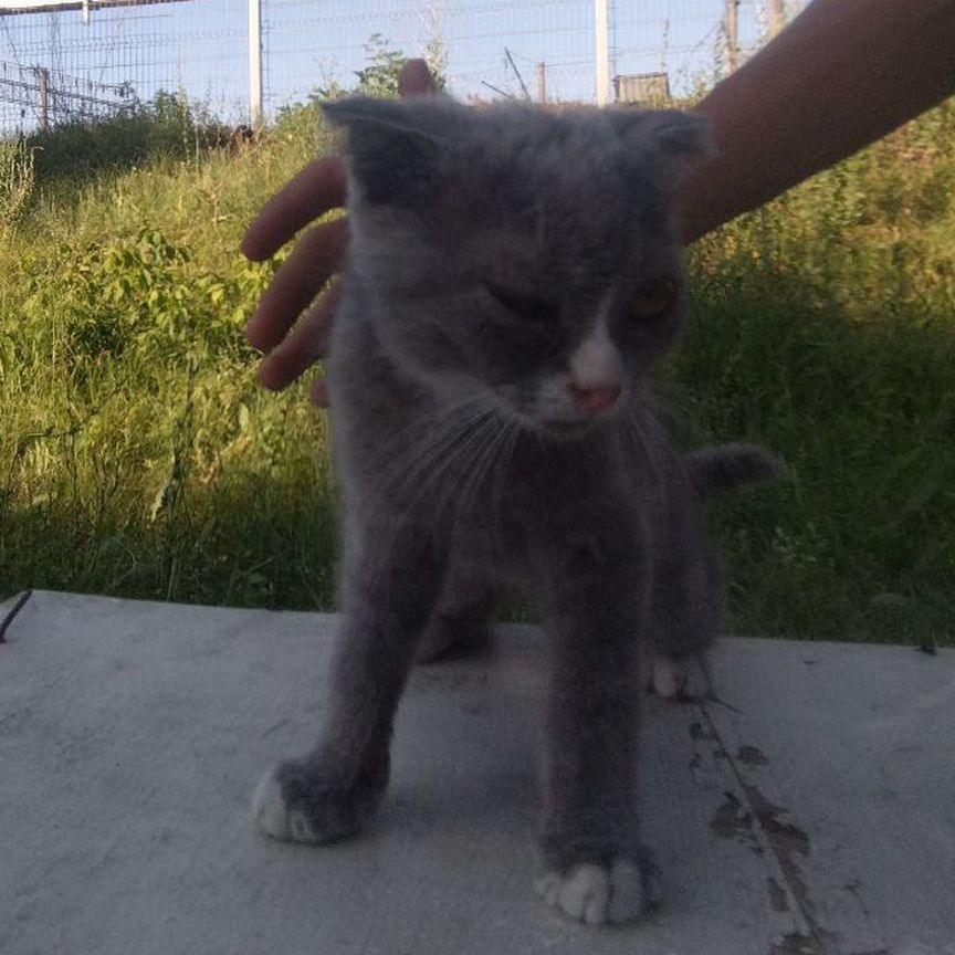 Дымчатый котёнок отдам добрые руки (мальчик)