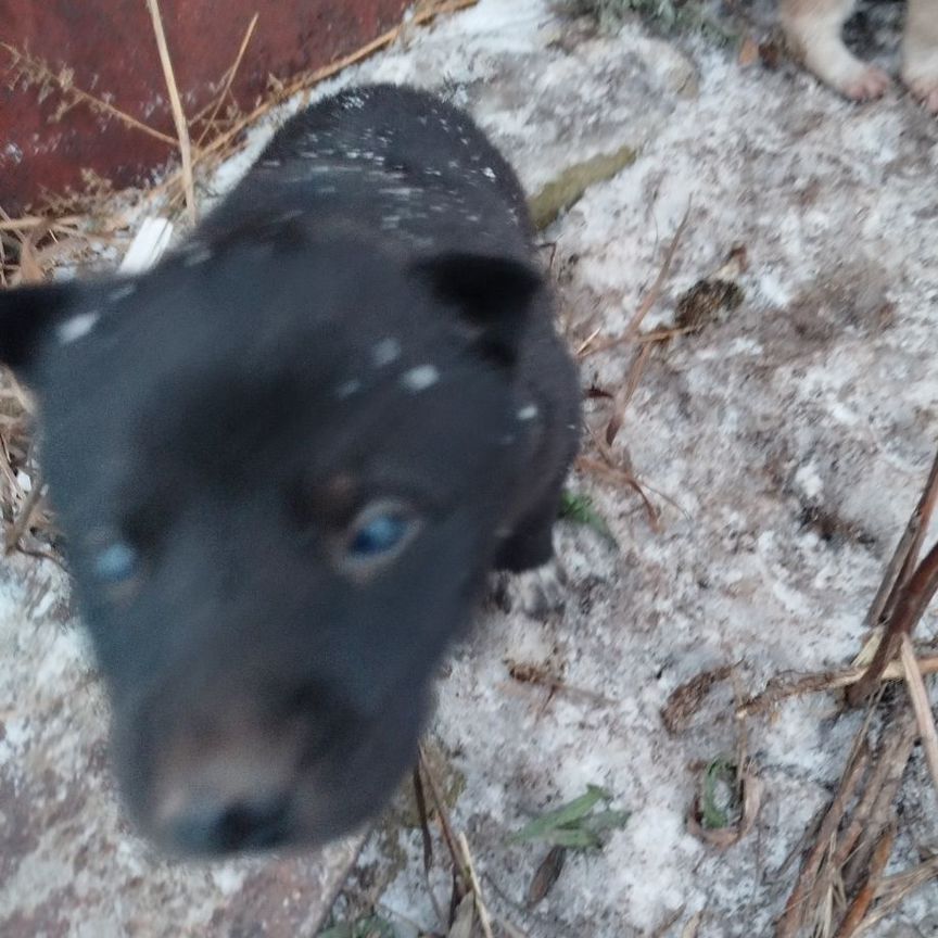 Лайка, щенок