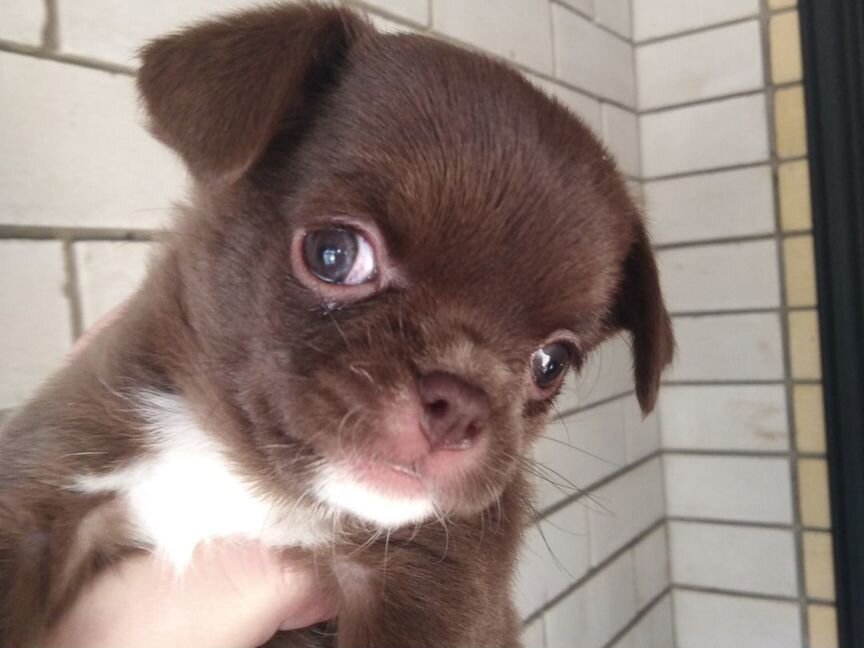 Щенки чихуахуа