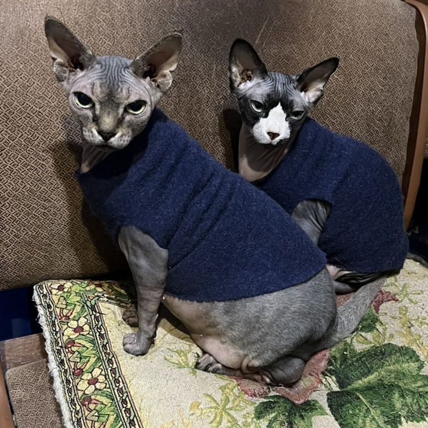 Канадский сфинкс