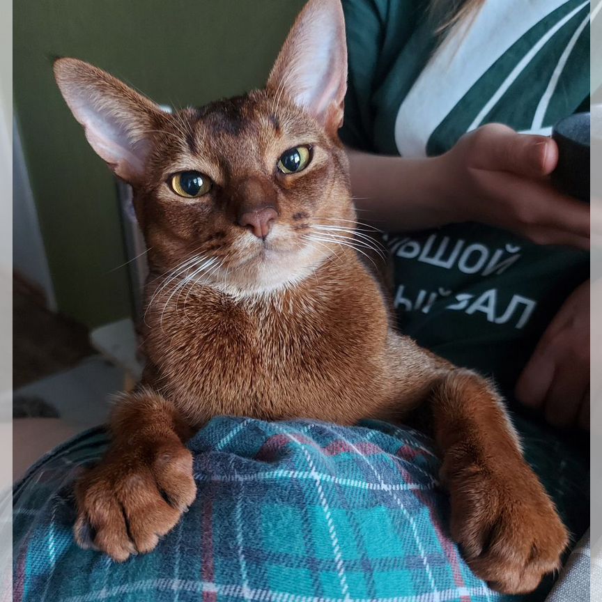 Абиссинский кот