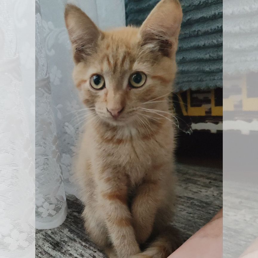 Котёнок в добрые руки