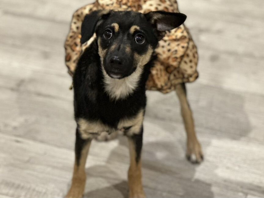 Маленькая собачка в добрые руки