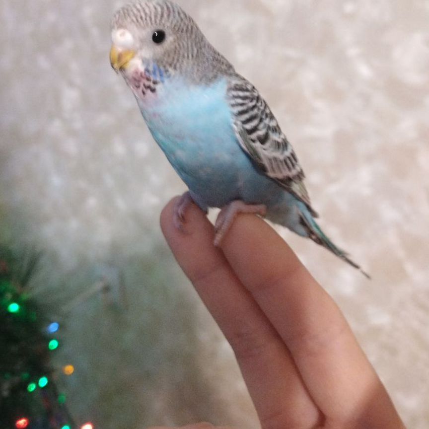 Волнистый попугай птенец