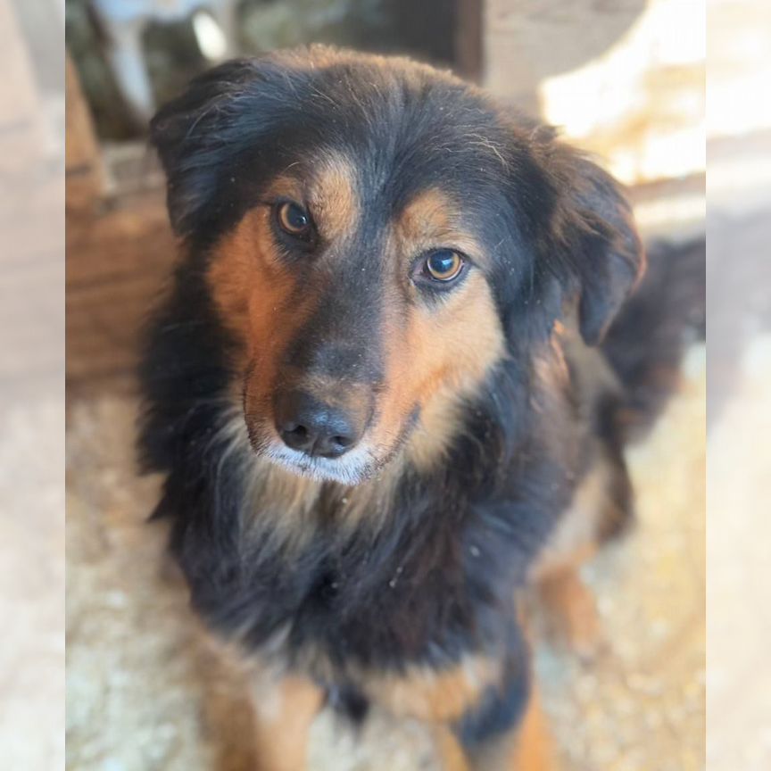 Чудесный Ромео ищет дом