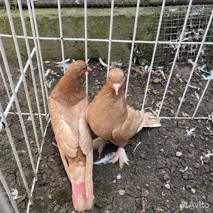 Продам армянских голубей