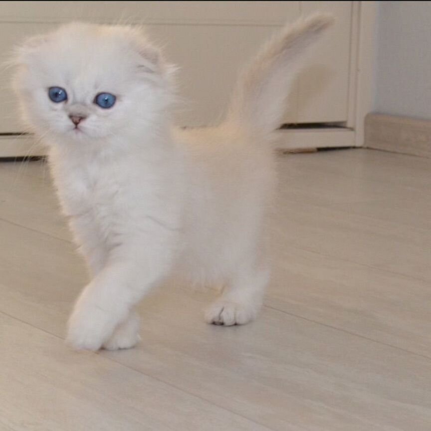 Шотландская красавица ns1133