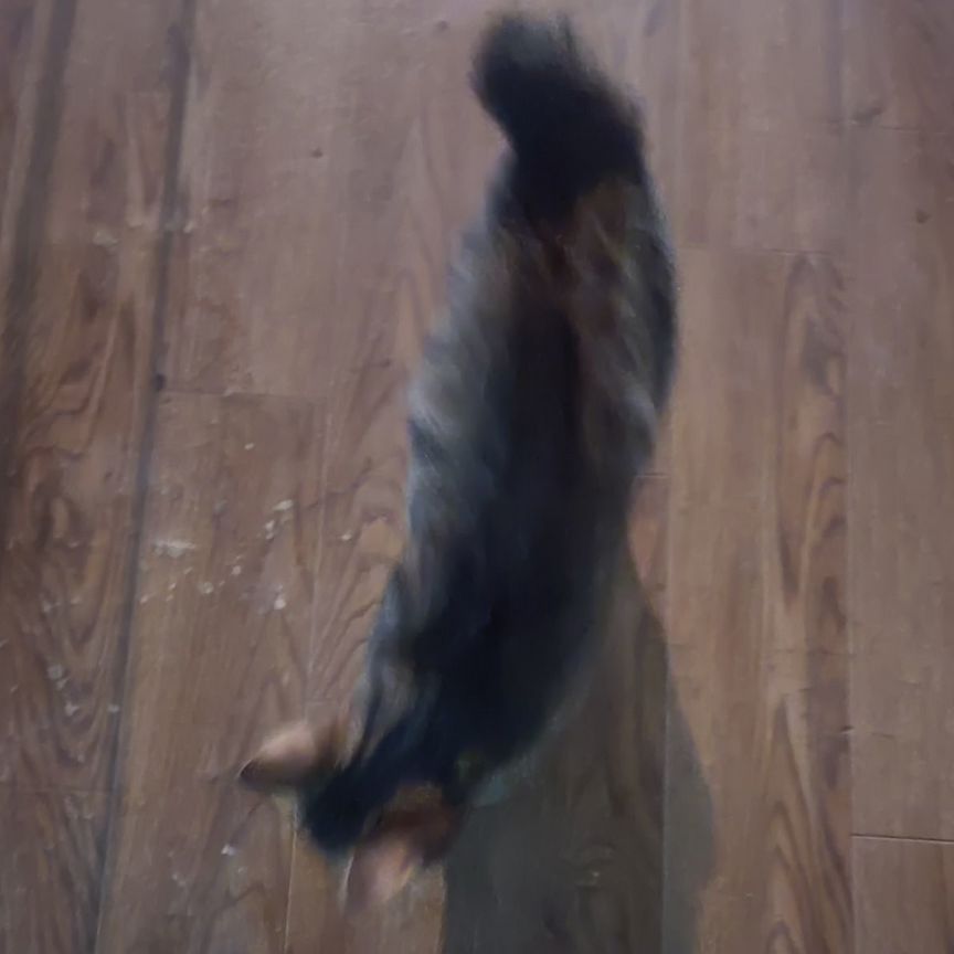 Отдам бесплатно кошечку курильский бобтейл