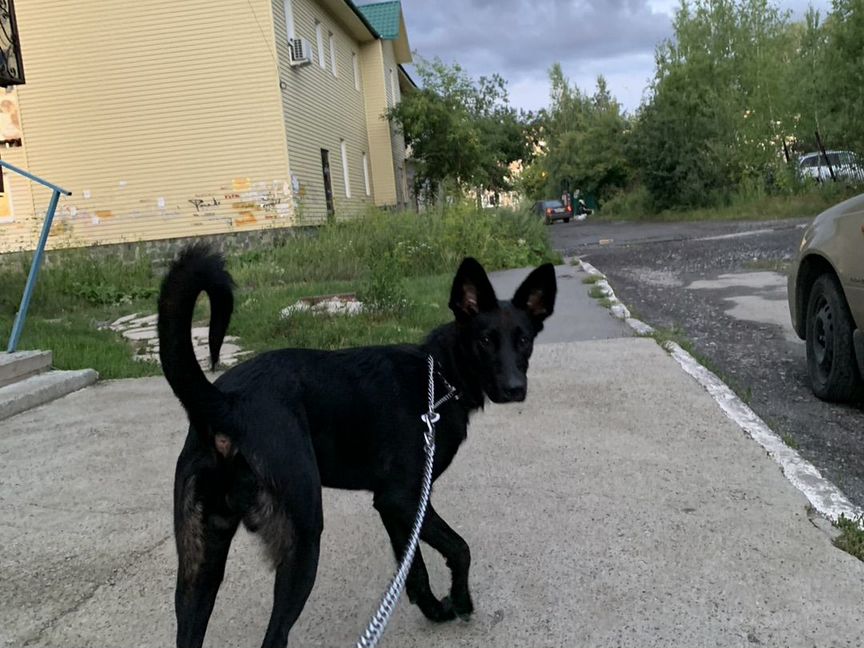 Собака в добрые руки