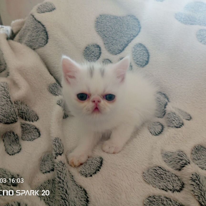 Котик экзот