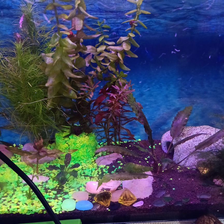 Аквариум с рыбками