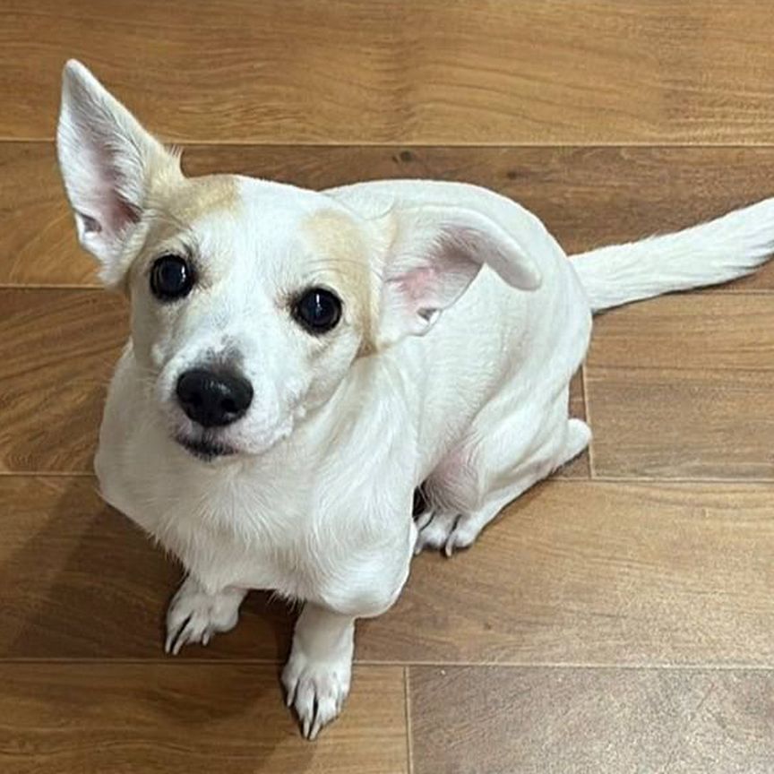 Джек-рассел-терьер, взрослый пёс