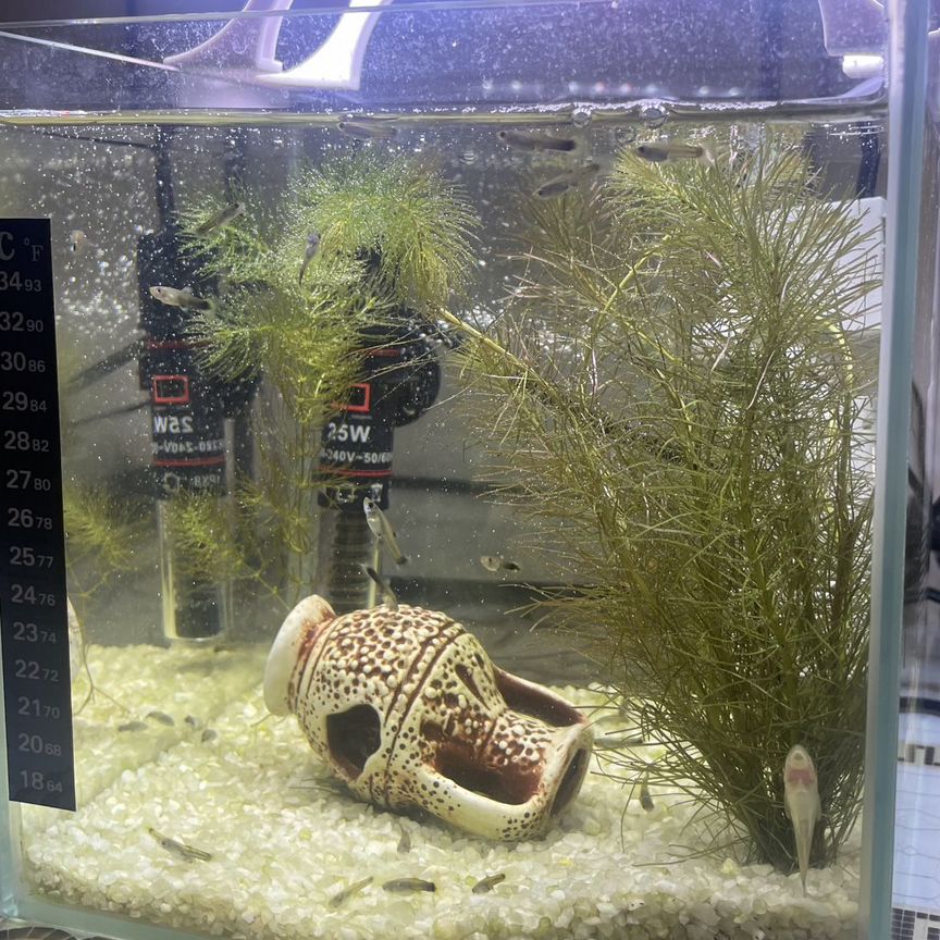 Аквариум с рыбками 10 л