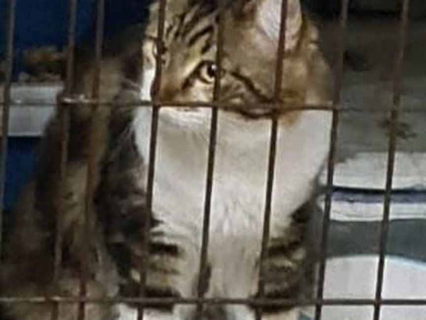 Роскошный молоденький котик Бруно