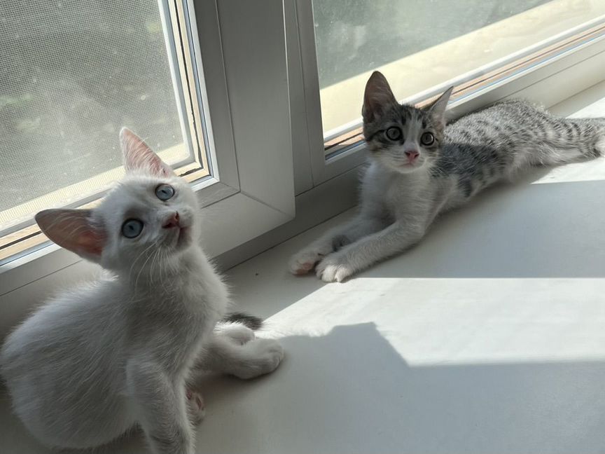 Котята в добрые руки