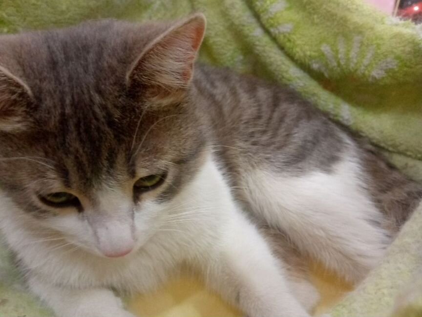 Нашли кота ул Дворцовая возле магнита