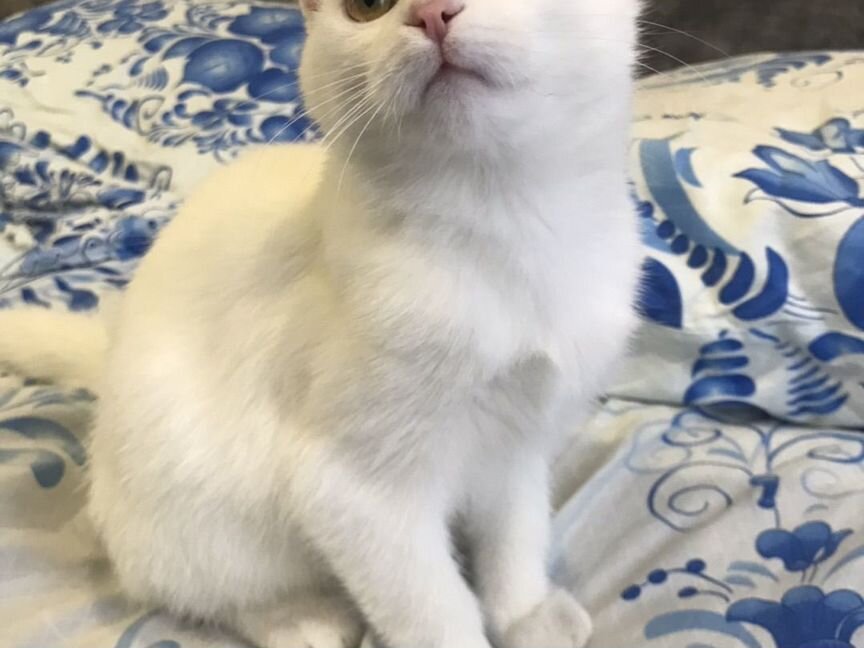 Британец полукровка