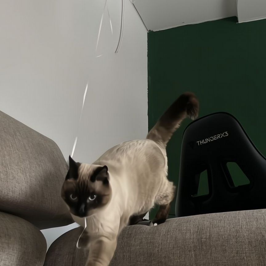 Тайский, взрослый кот