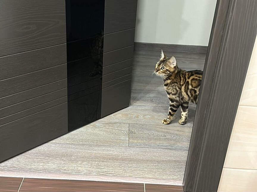 Бенгальская кошка